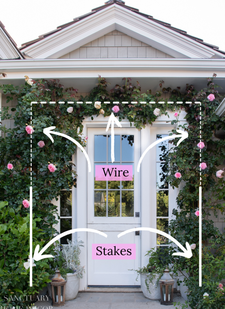 How to Train Climbing Roses - Sanctuary Home Decor