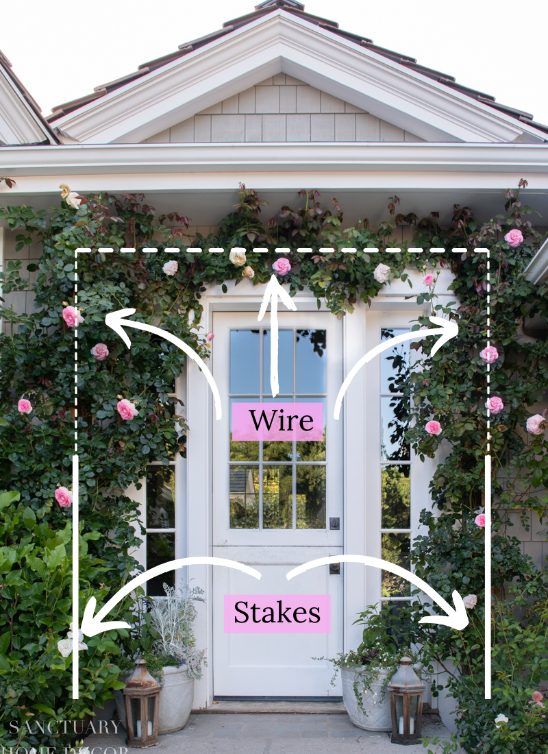 How to Train Climbing Roses - Sanctuary Home Decor