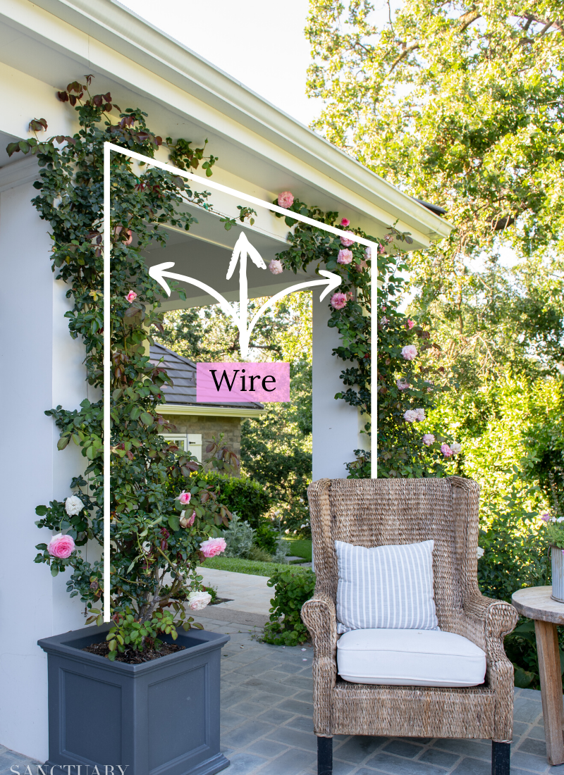 How to Train Climbing Roses - Sanctuary Home Decor