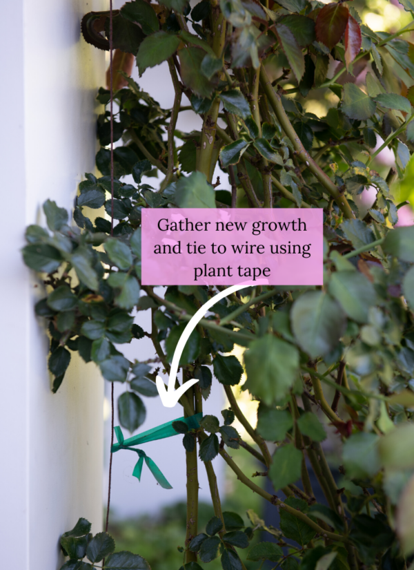 How to Train Climbing Roses - Sanctuary Home Decor