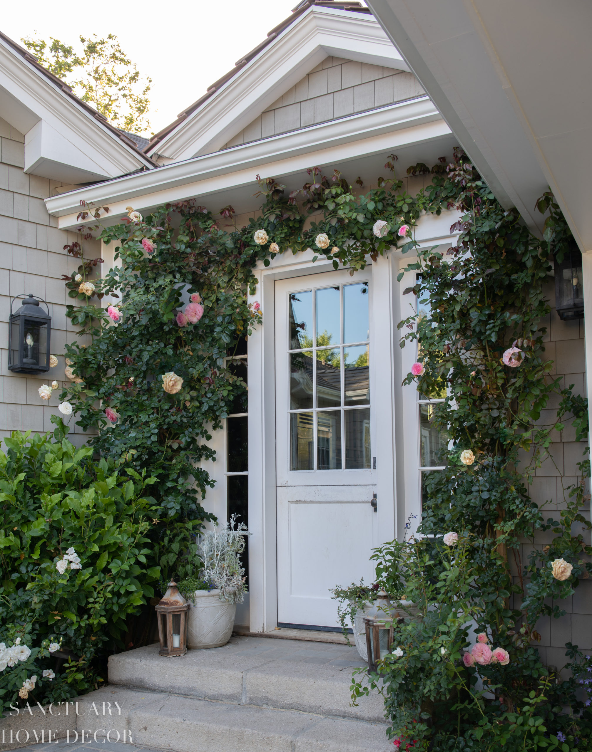 How to Train Climbing Roses - Sanctuary Home Decor