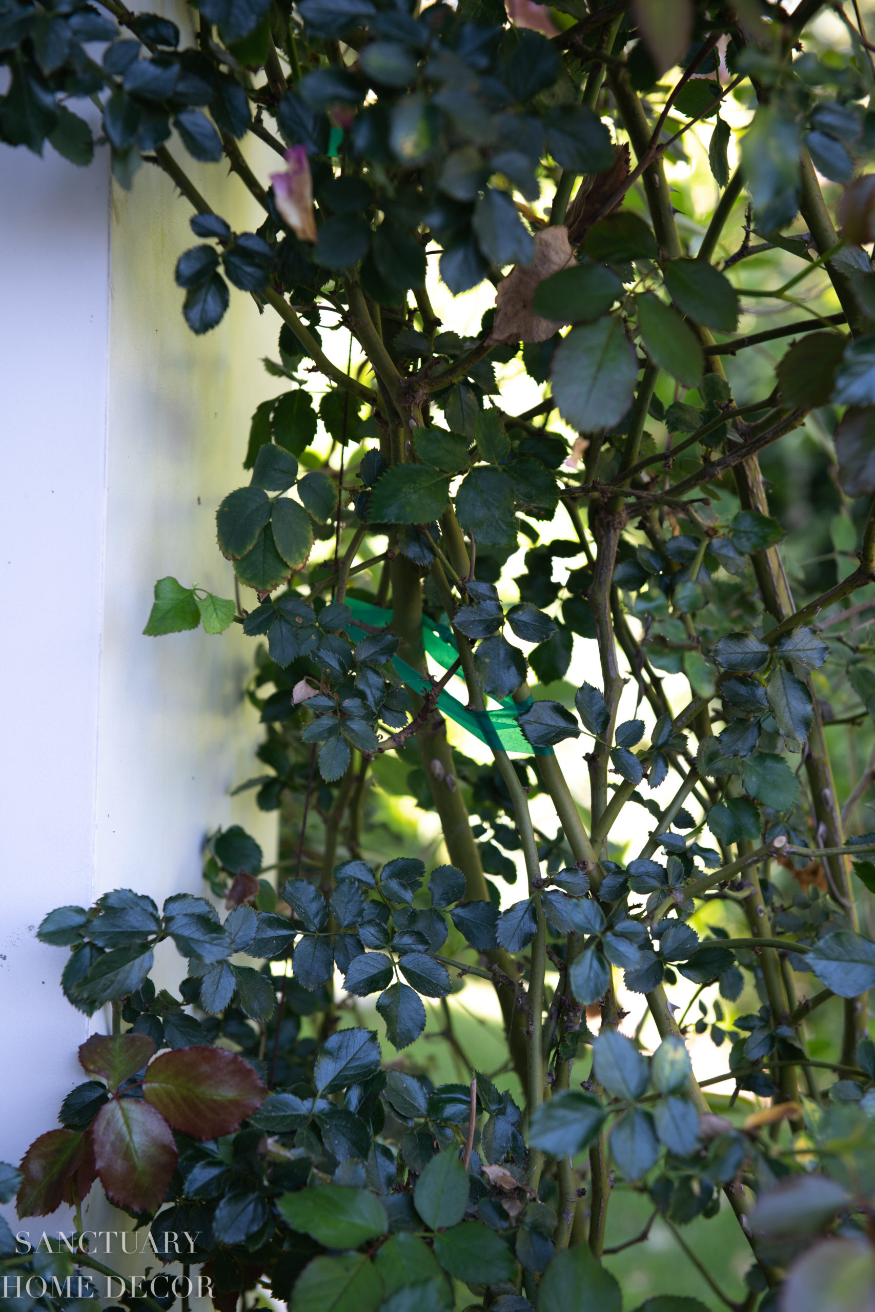 How to Train Climbing Roses - Sanctuary Home Decor