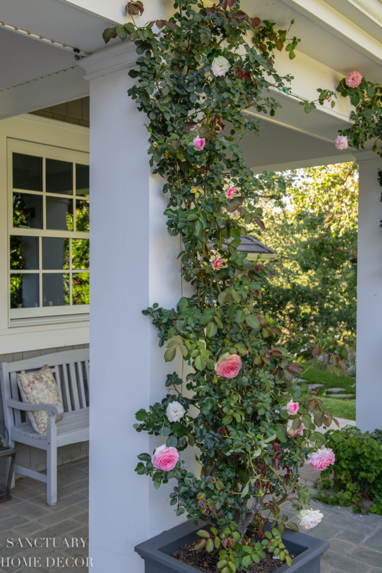 How to Train Climbing Roses - Sanctuary Home Decor